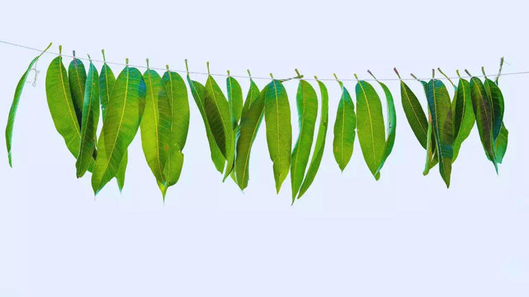 Ugadi 2026: Date, puja timings, rituals and significance of Telugu New Year
