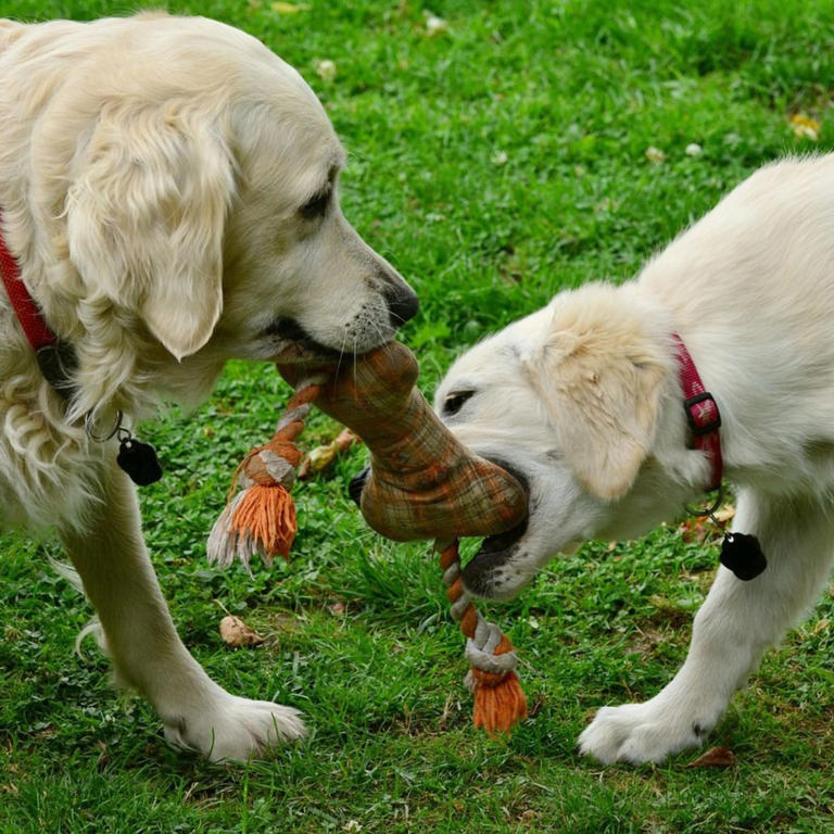 Is your dog ignoring you? These are the reasons experts say explain why