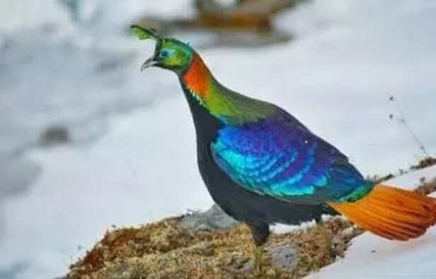 The Himalayan monal: The rare and colorful jewel of mountains