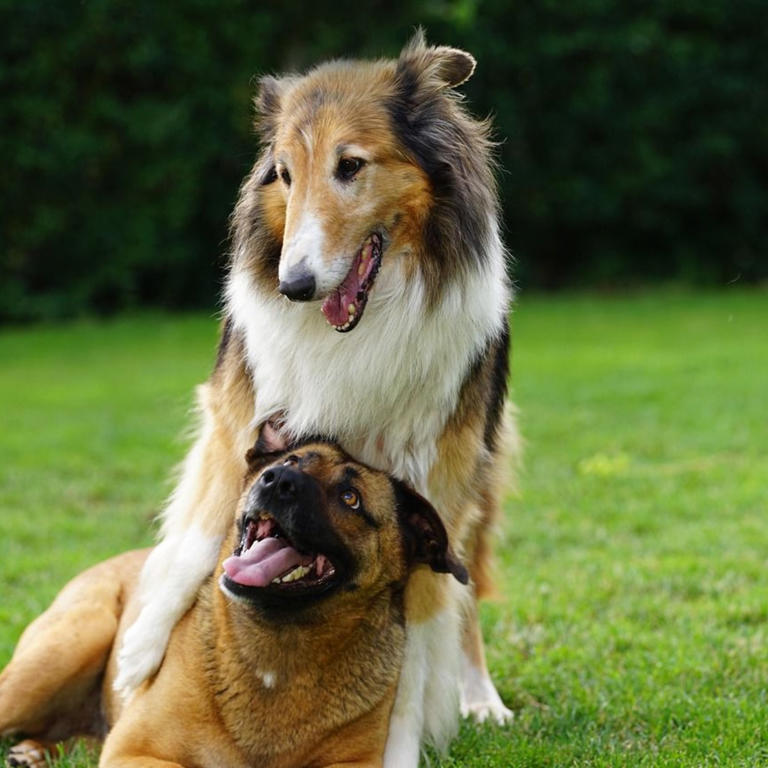 Is your dog ignoring you? These are the reasons experts say explain why
