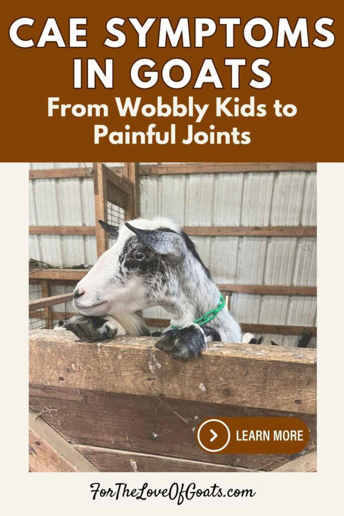 A vet discusses CAE in goats