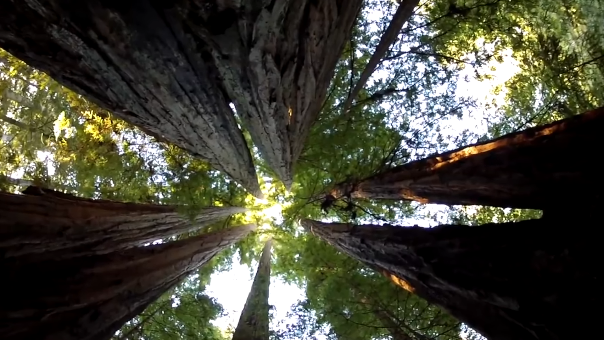 Why trees shouldn’t be able to grow this tall - but do