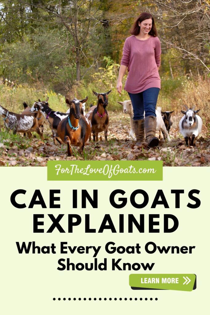 Caprine arthritis encephalitis (CAE) in goats