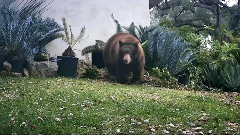 Bear who swiped at woman in Monrovia has been euthanized