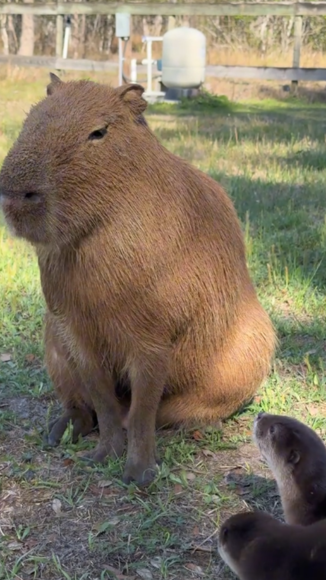 The secret behind calm capybara behavior with otters