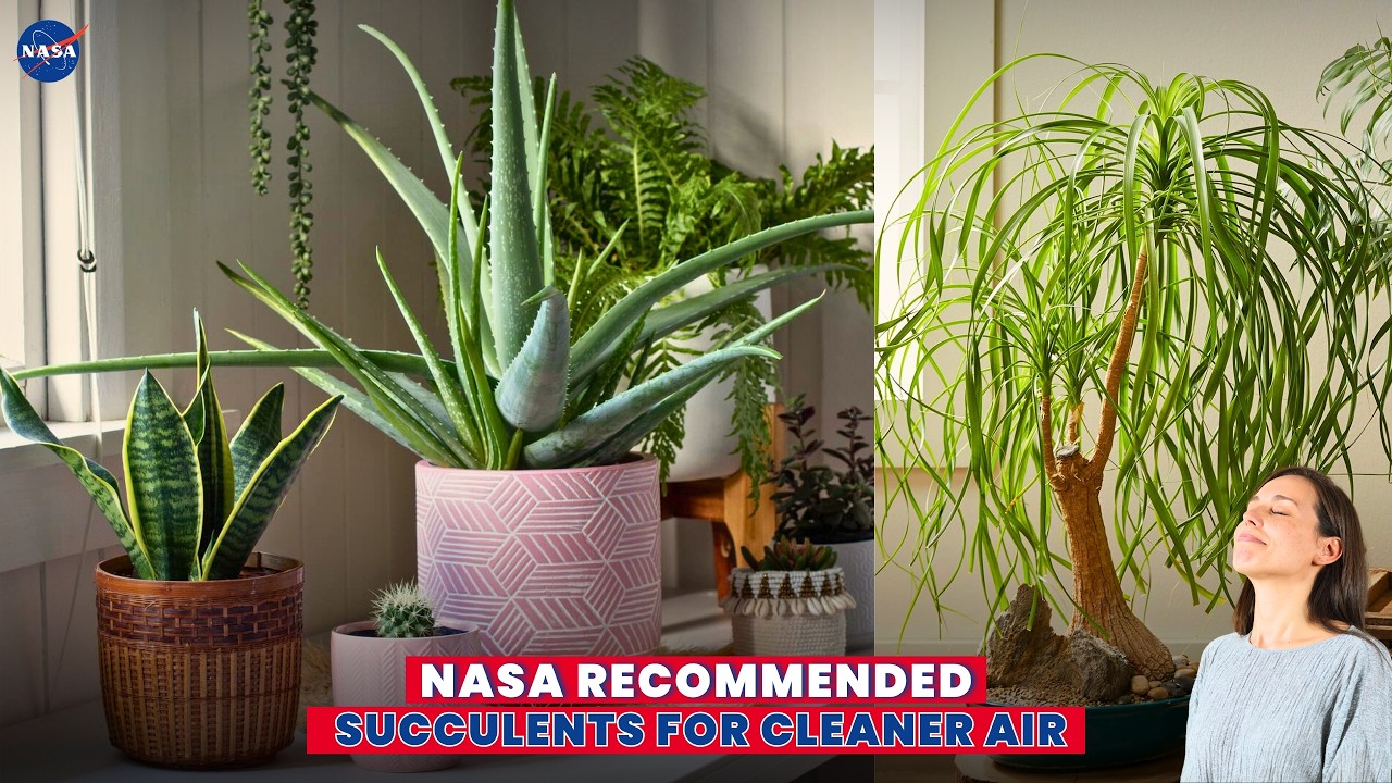 8 low maintenance succulents that improve indoor air quality