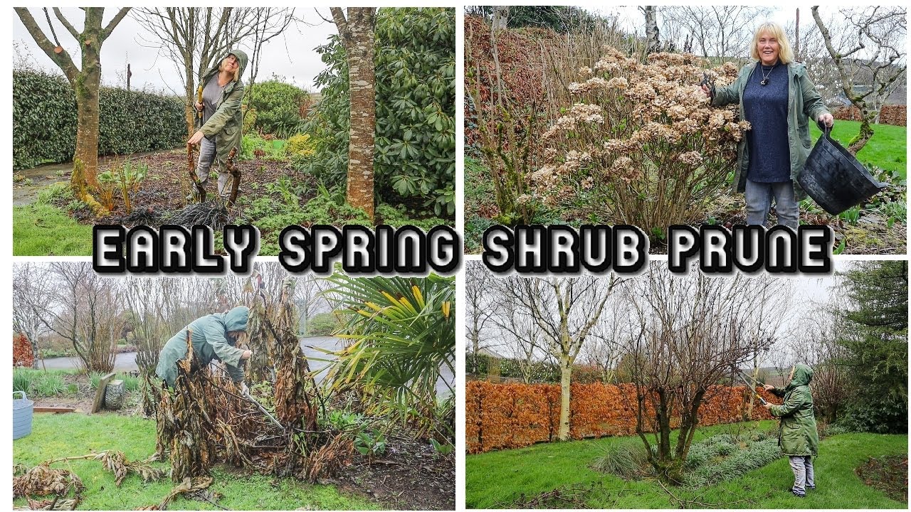 7 shrubs you should prune early for better growth