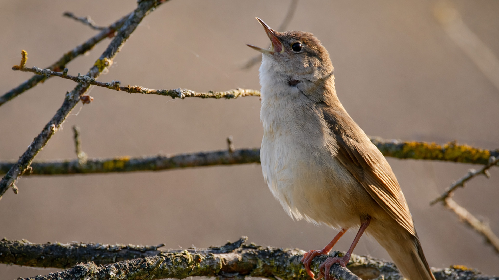 A tiny songbird performs right in front of the camera
