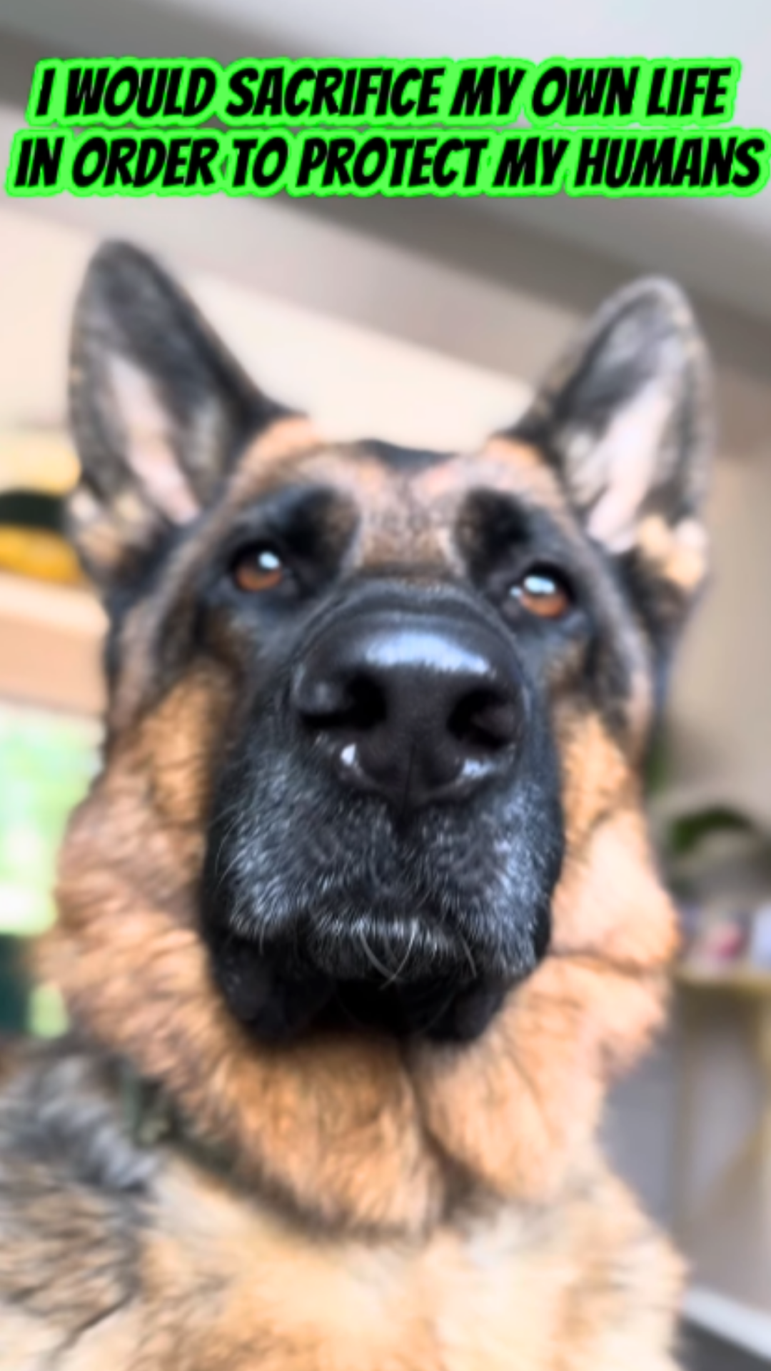 Cooper as a guard dog in protective mode