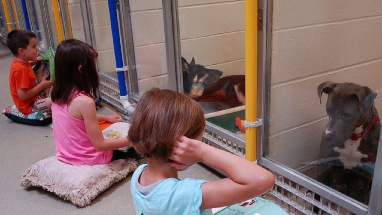 These shelter dogs were frightened of humans, but now kids are helping ...