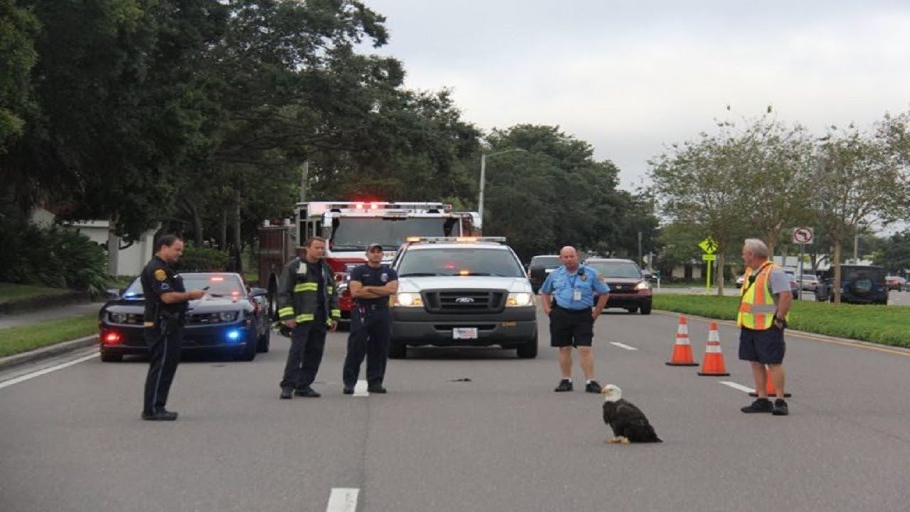 When police saw this bald eagle blocking the road, they didn’t realize ...