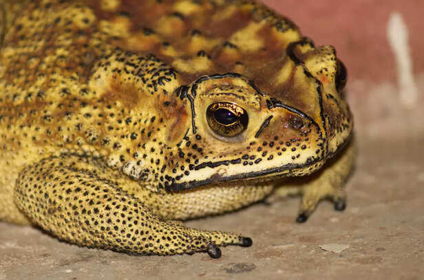 5 animals that can kill without ever touching you