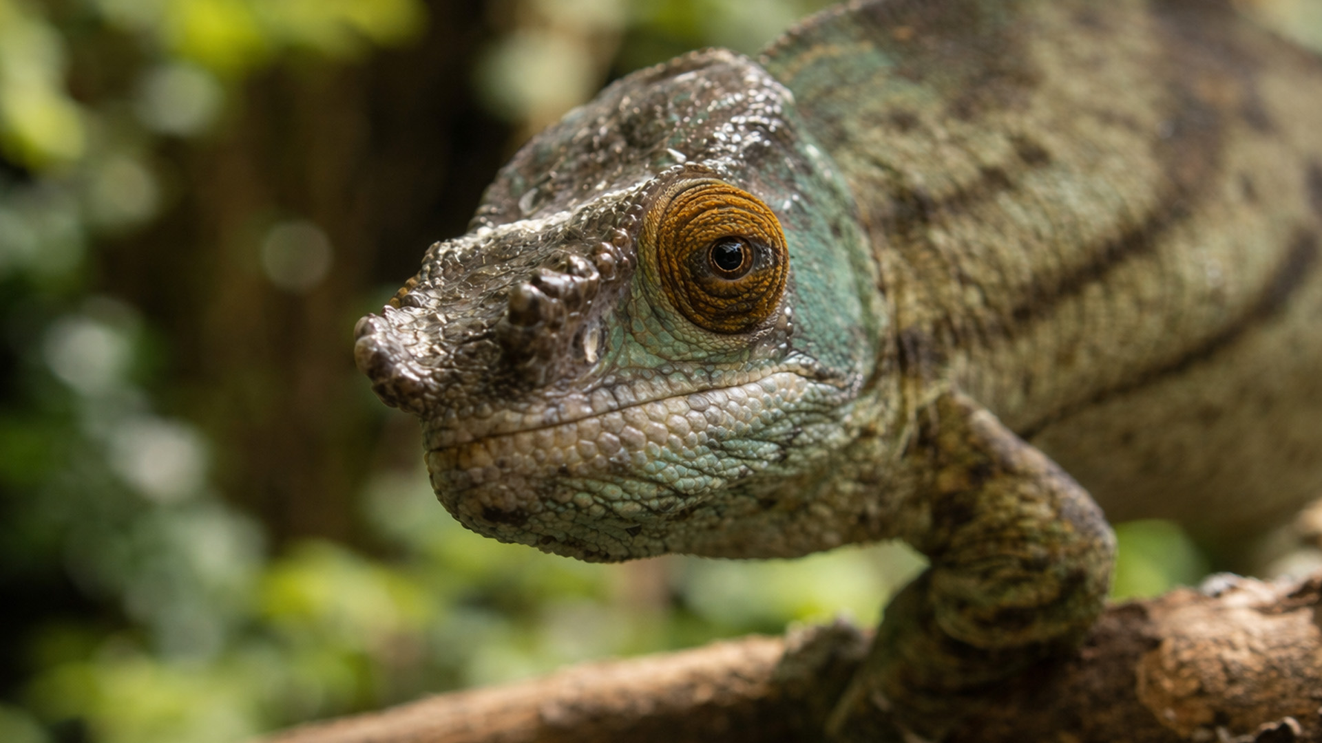A chameleon freezes as the hidden camera observes