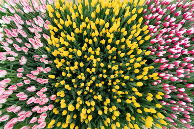 Union Square to bloom with 80,000 tulips for annual spring celebration ...