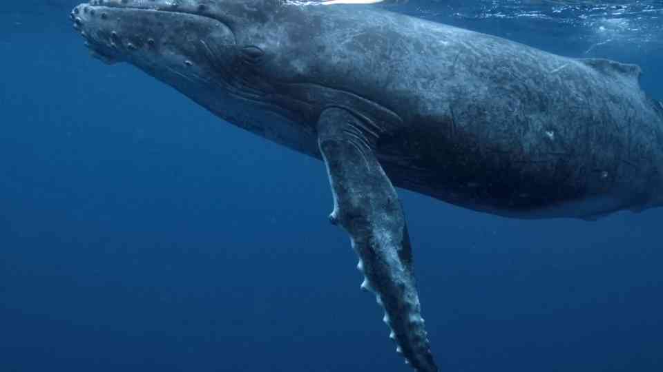 This strange sound is coming from the ocean – and scientists are concerned