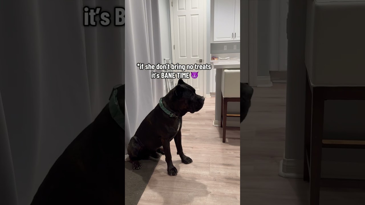 Dog and mom begin the year on a calmer note together