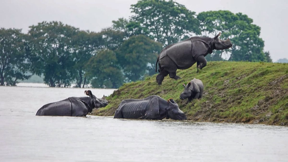 Rhinos roamed all of north India 3,000 years ago. How did they get ...