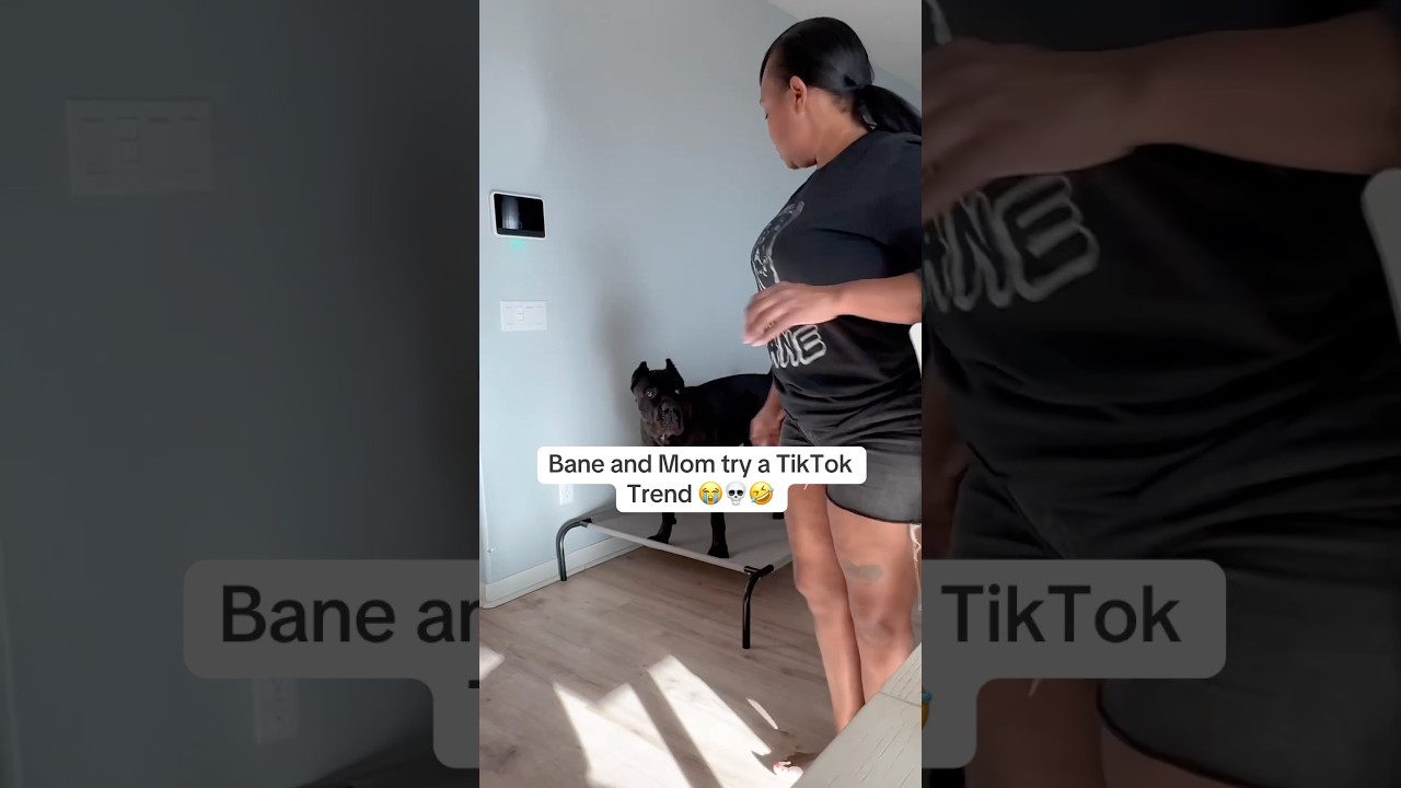 Cane Corso tries a viral trend with his owner