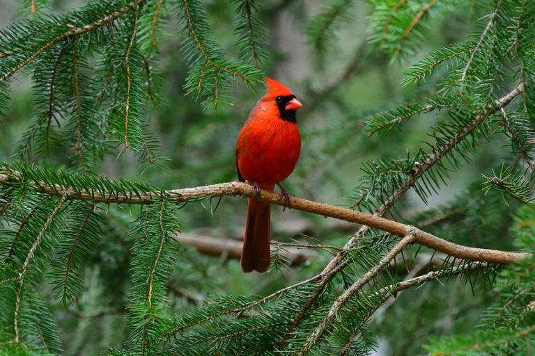 Why birds keep appearing in your life (expert meaning)