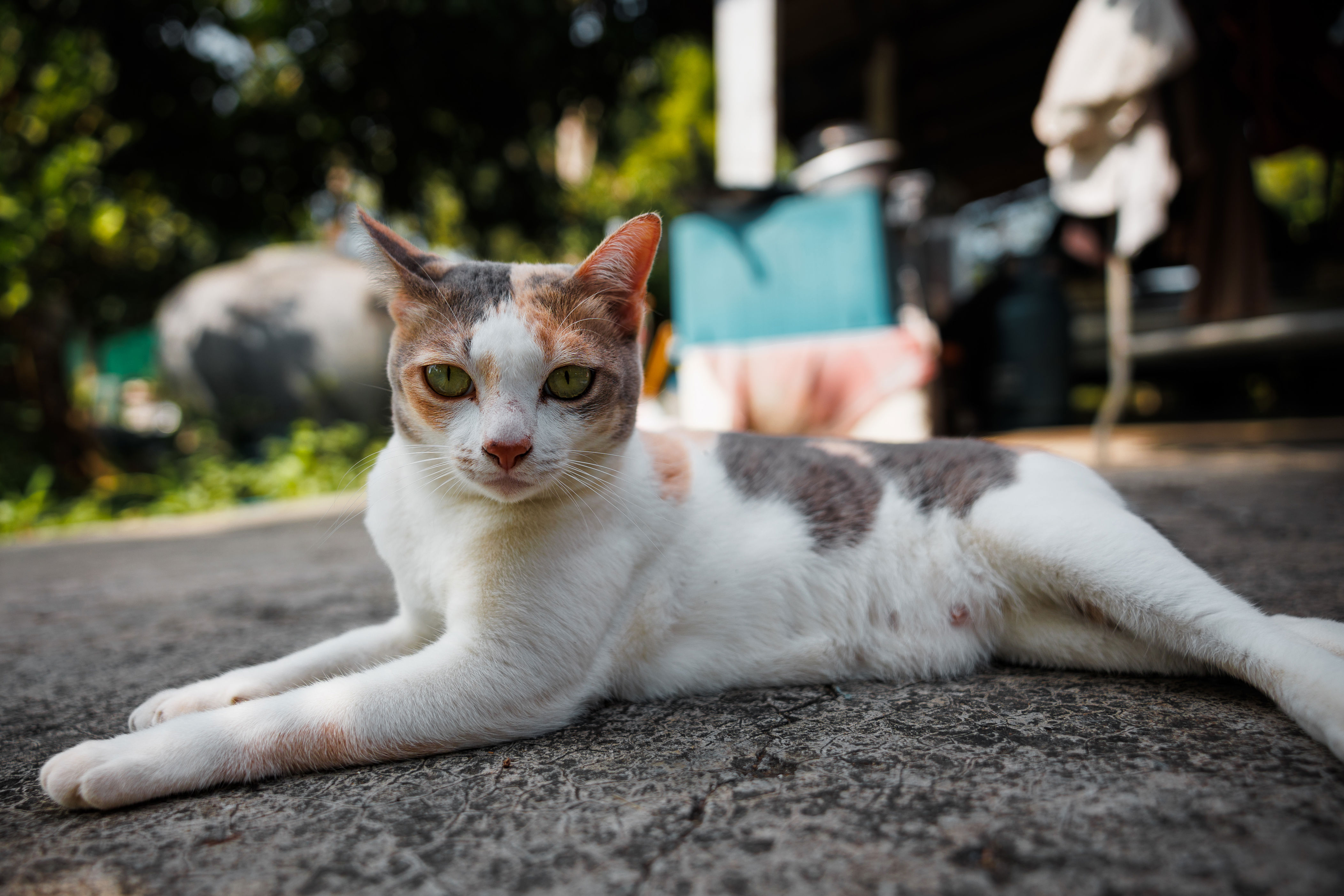 Cat owner spots stray in backyard—then everything takes a turn