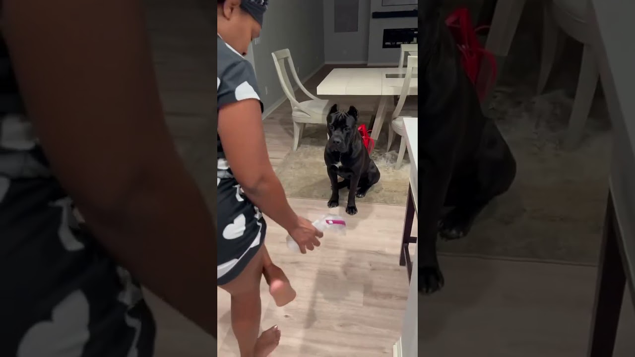 Loyal dog worried about owner after she suffers minor injury