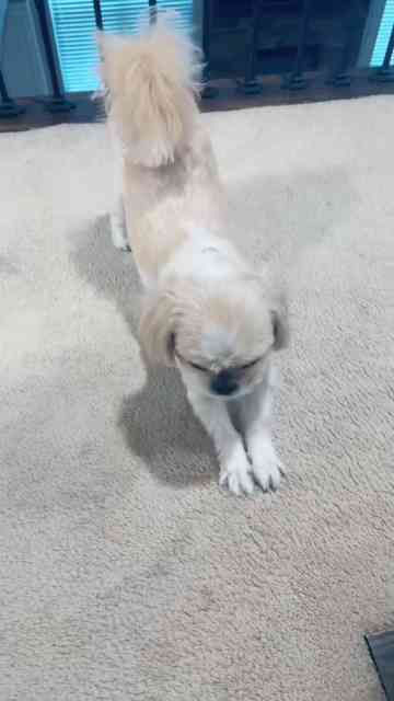 Morning stretch Shih Tzu mood