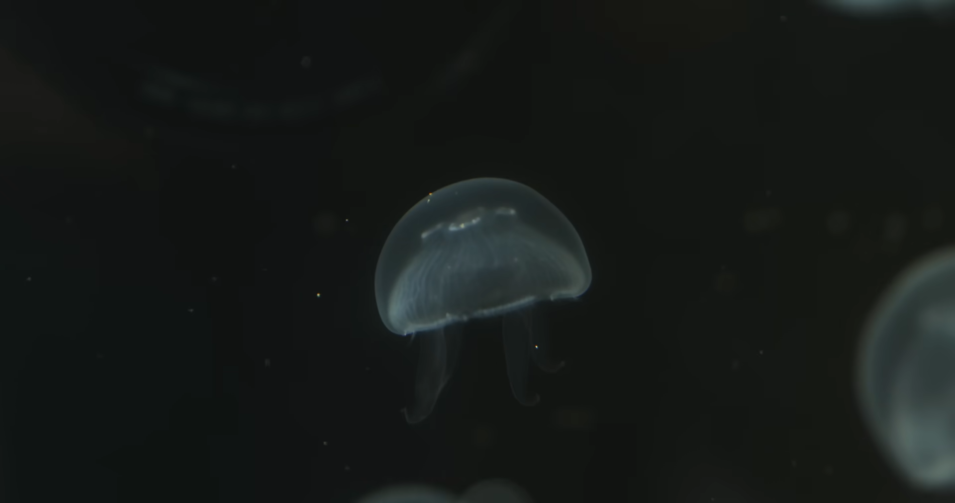 Scientists Are Trying to Slow Reverse Aging