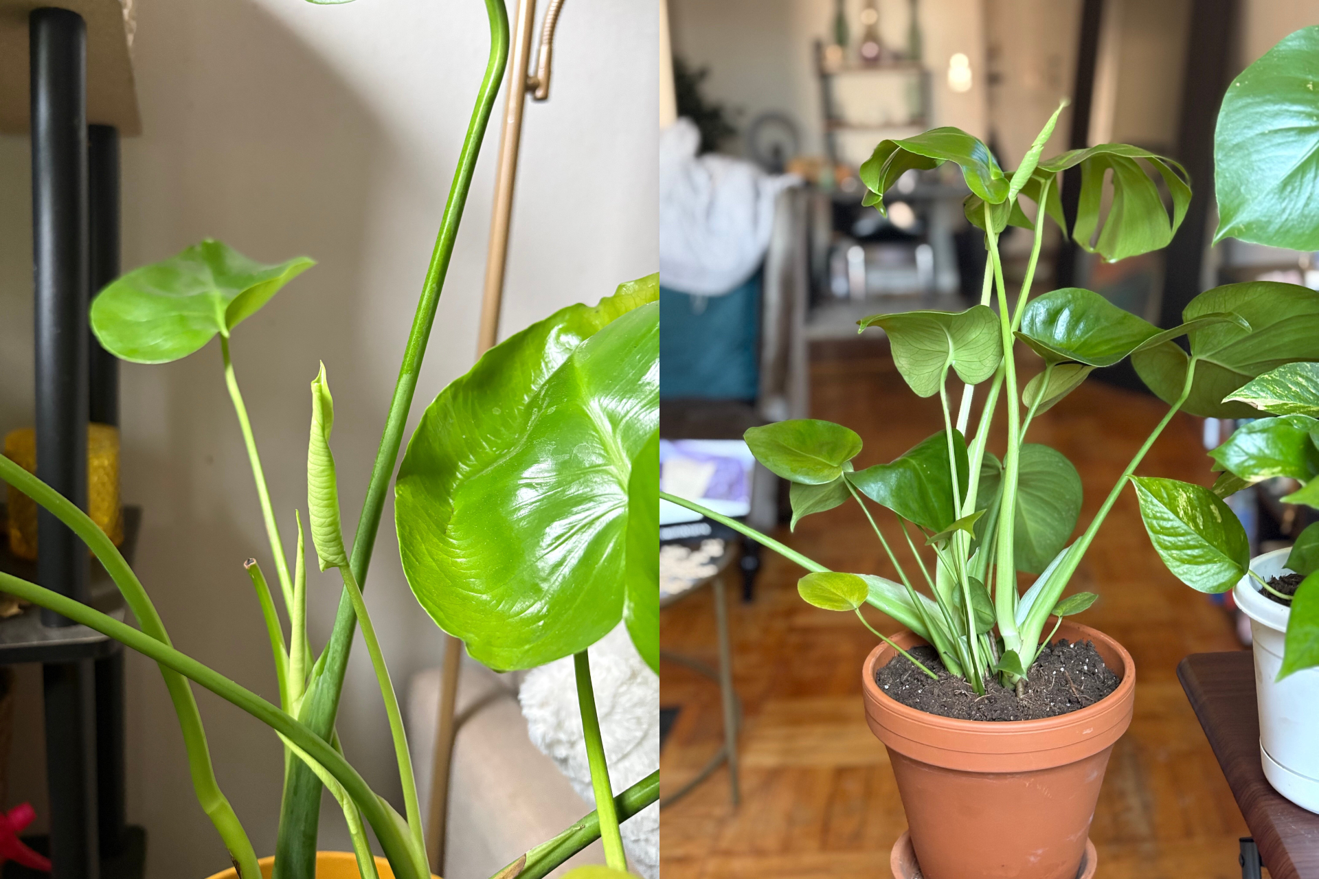 This miracle fertilizer saved my plants from the brink of death