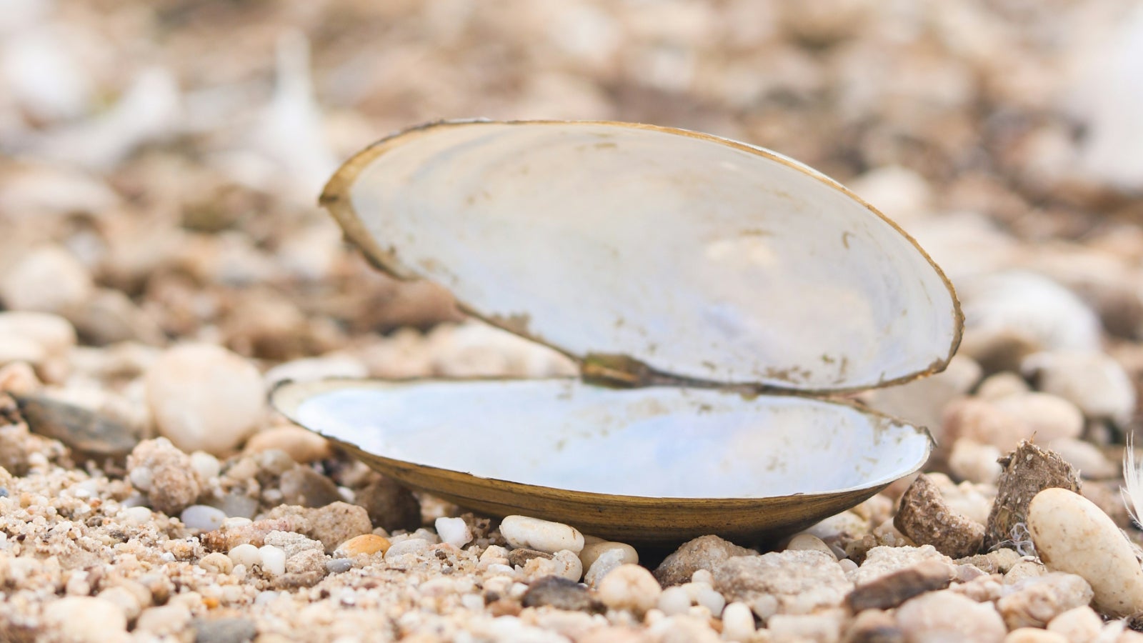 'Clamshells' are a knee and back pain-friendly way to strengthen your ...