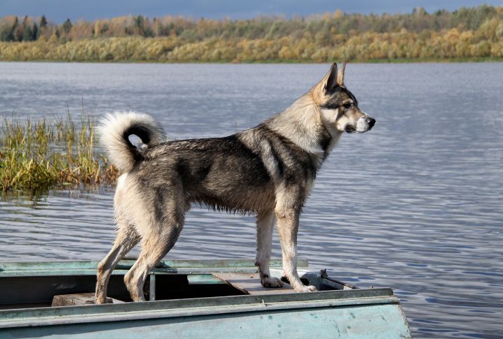 Everything you need to know about a Native American dog
