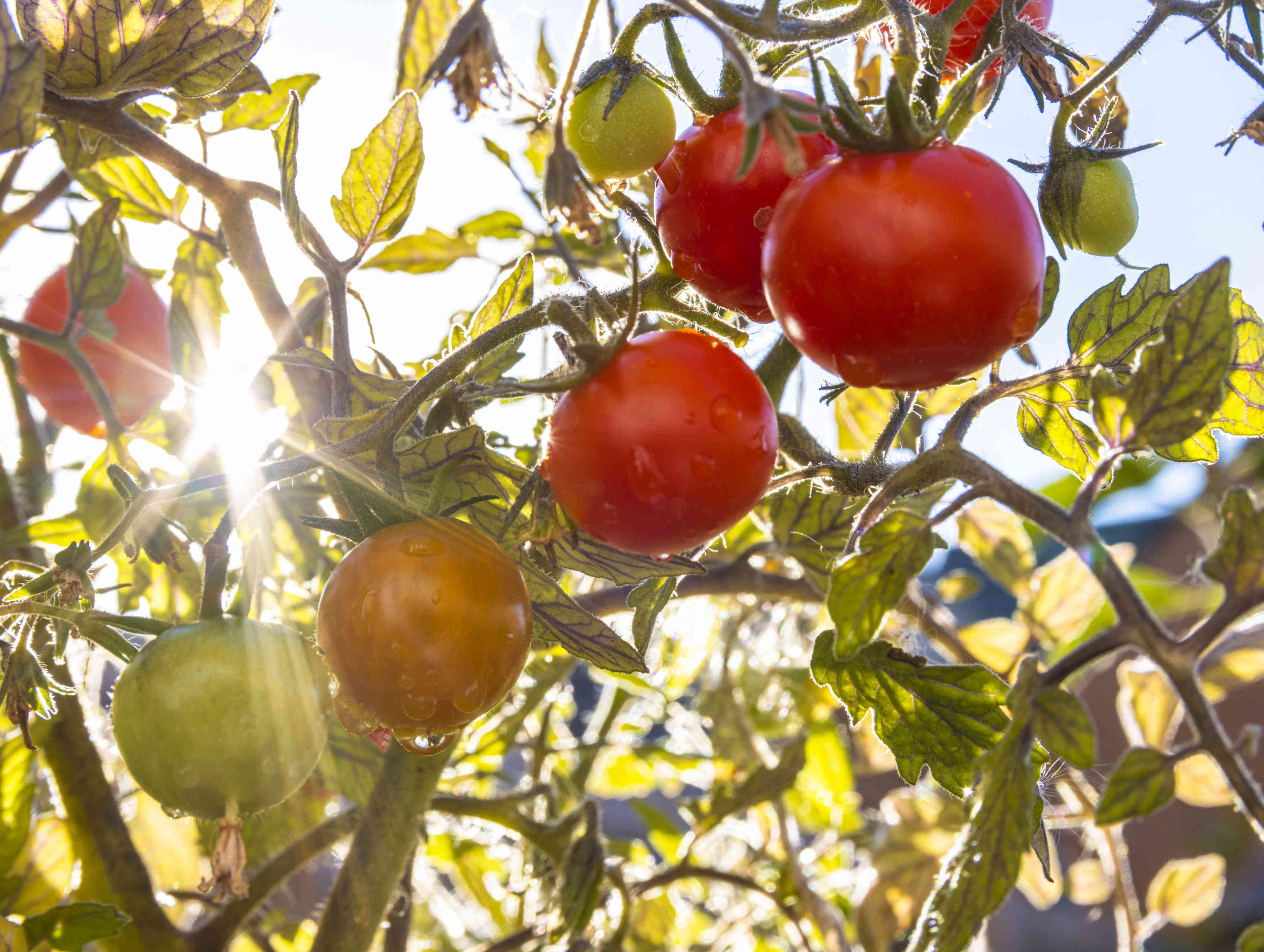 Do tomatoes need full sun all day?