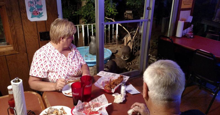 Dine under a massive tree at the Alpine Inn in Nebraska