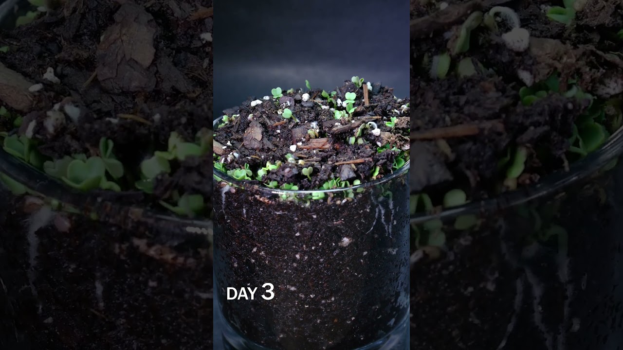 Arugula microgreen time lapse + avocado growing in water time lapse ...