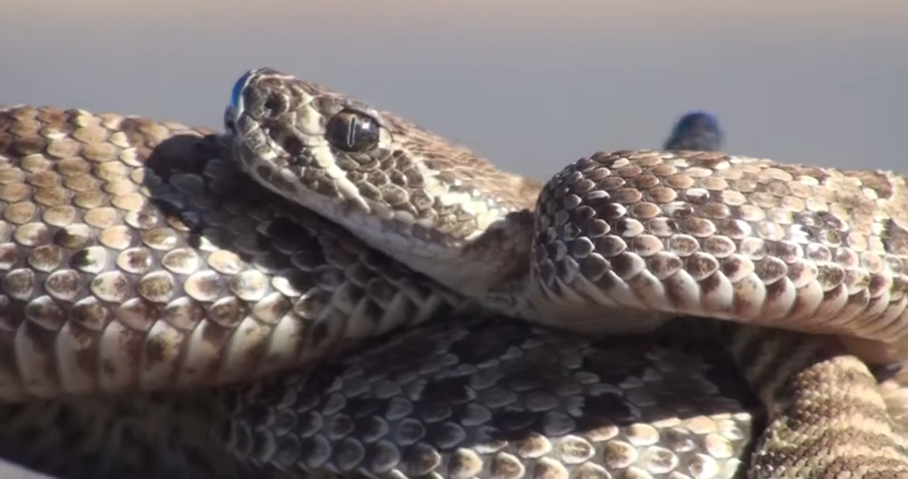 Watch what happens when a viper strikes faster than the eye can track