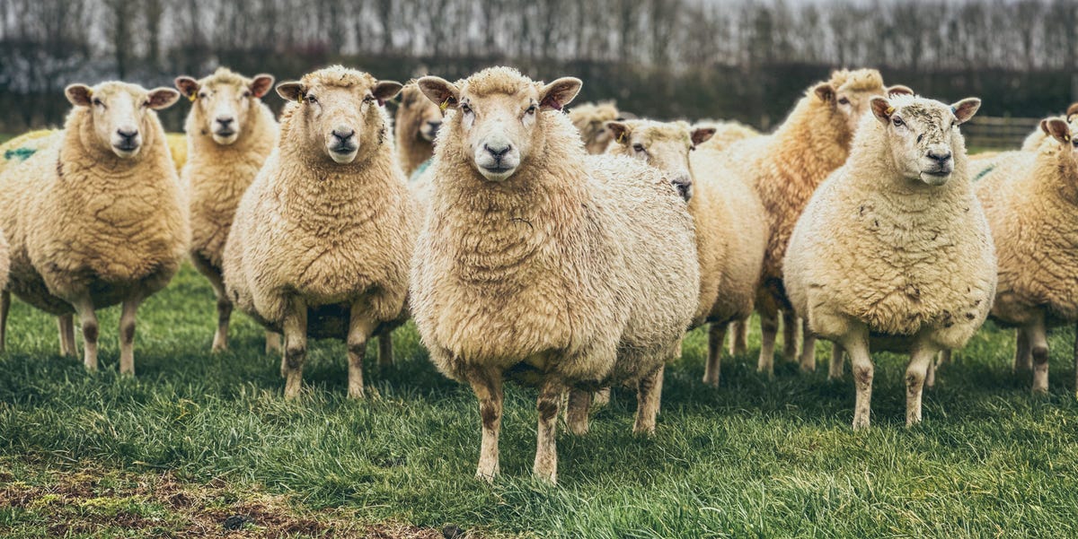 Scientists found evidence of the Black Plague in a 4,000-year-old sheep