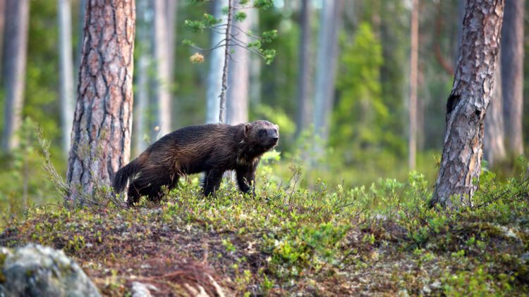 10 animals that could take down a honey badger