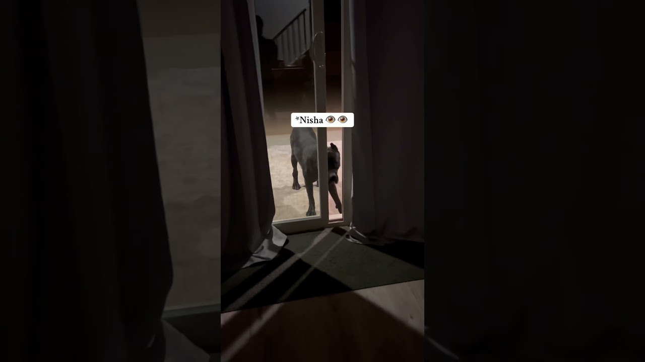 Genius dog escapes and proves he can open sliding doors