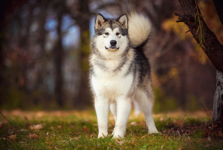 Everything you need to know about a Native American dog
