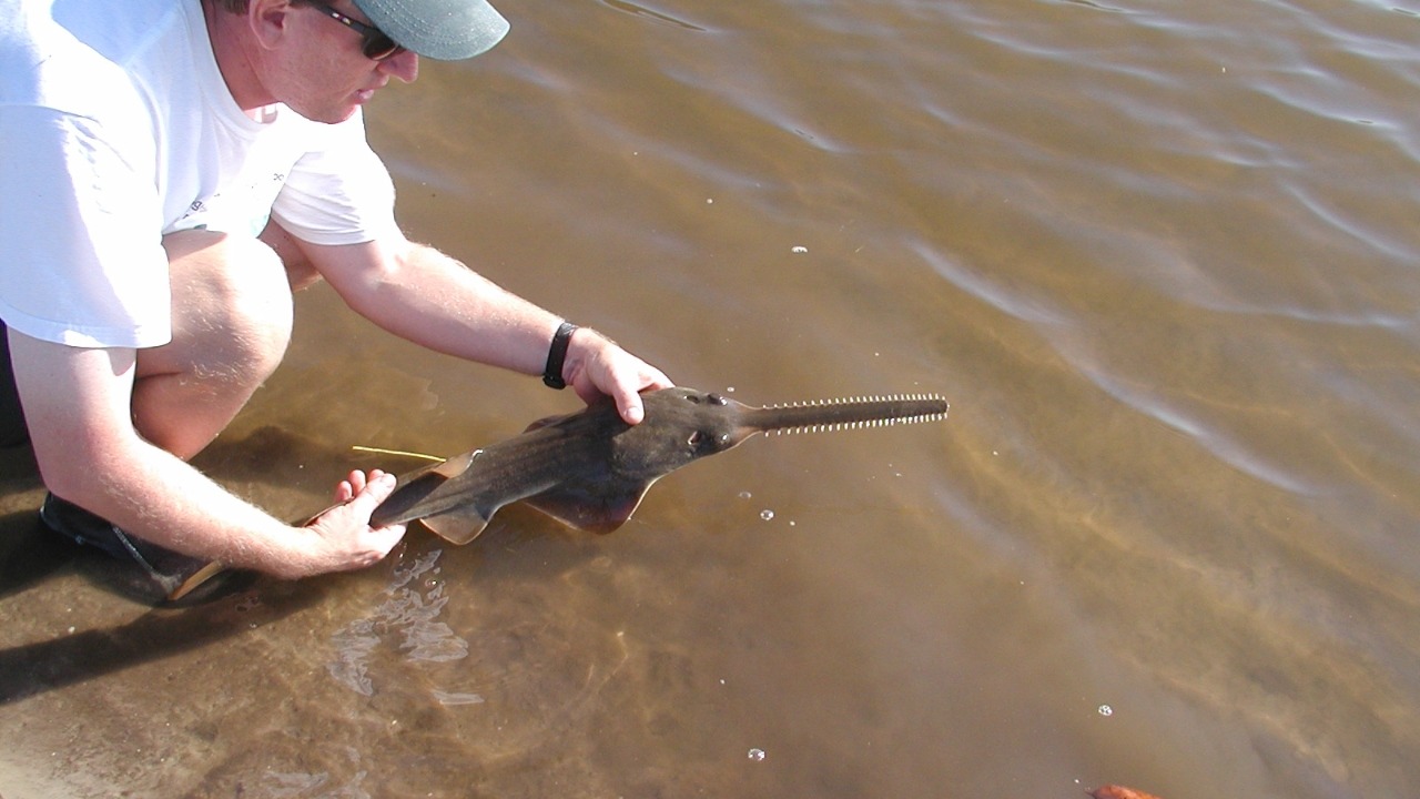 Endangered smalltooth sawfish return to a historic Florida nursery