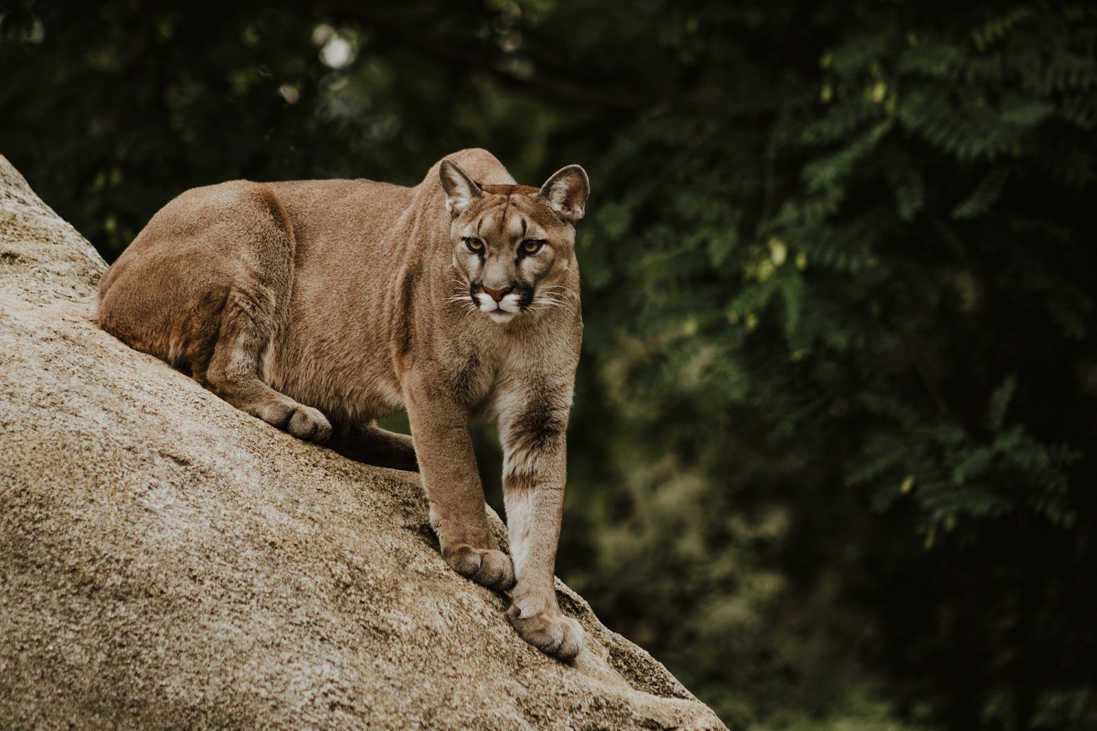 Here are 15 states quietly home to mountain lions: Are you in one?