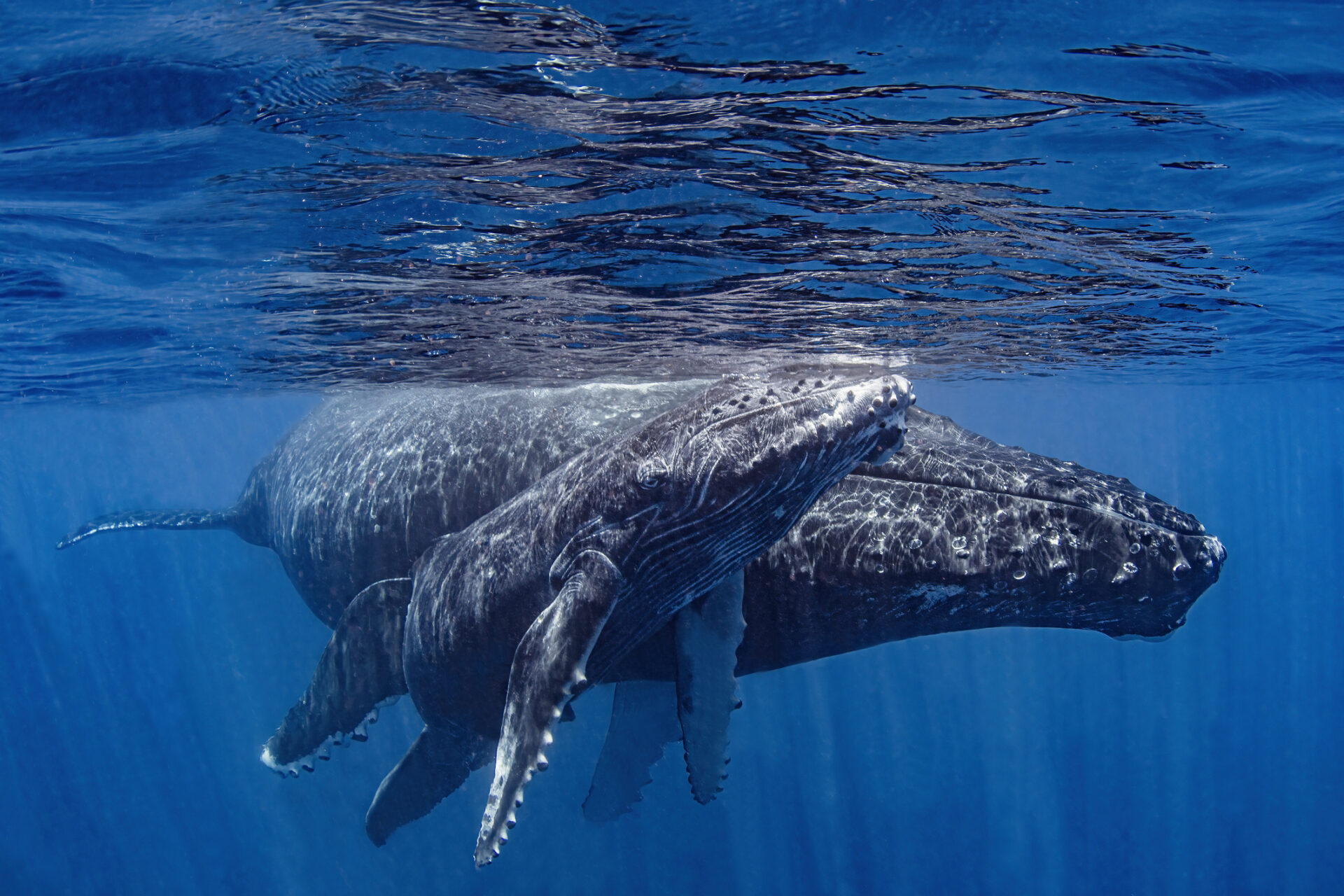 The oldest whale song ever recorded