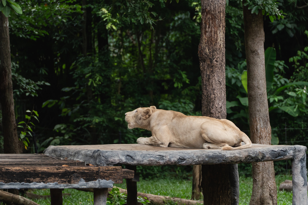 15 unusual wildlife spots and encounters in the US