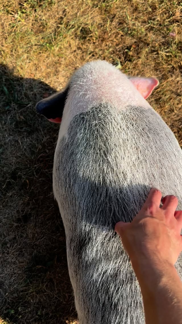 Rainbow the mini pig ready to race and steal the show