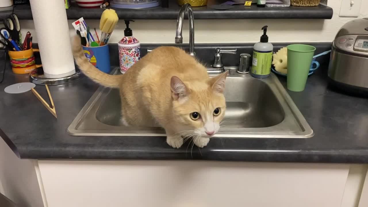 Playful cat bats ice cube in Dublin, Ireland