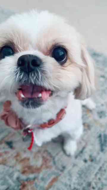 Shih Tzu teeth drama you will notice