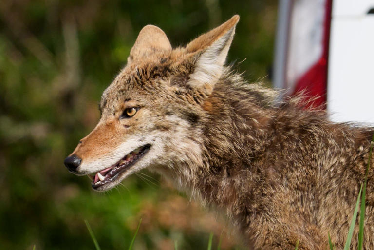 Mount Pisgah coyotes show unusual behavior in 2026, 1 euthanized