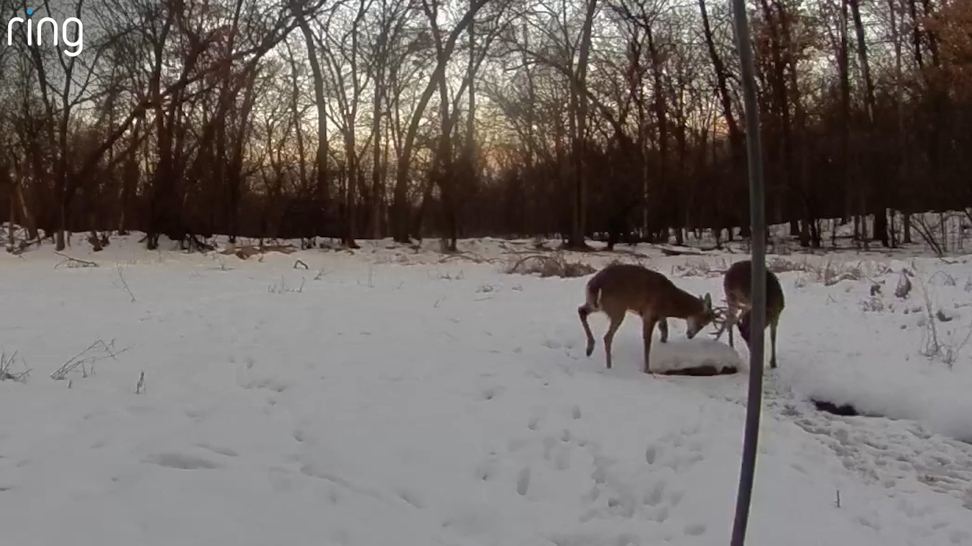 Man spots two deer on Ring camera, engaging in rarely seen ritual