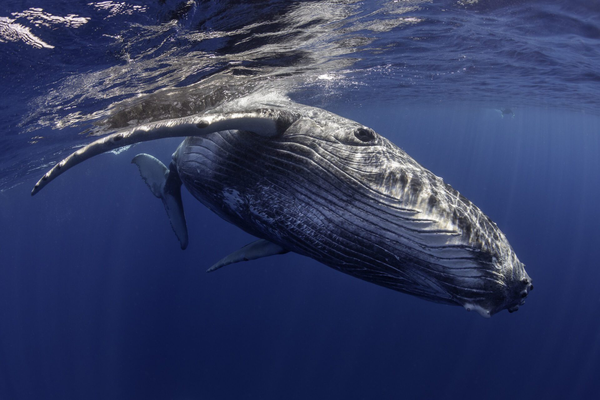 The oldest whale song ever recorded