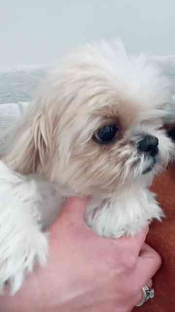 Dramatic shih tzu that steals the show