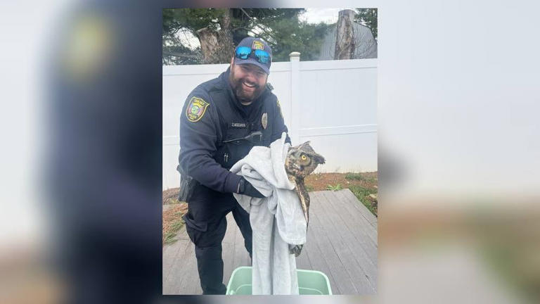 Officers rescue injured owl